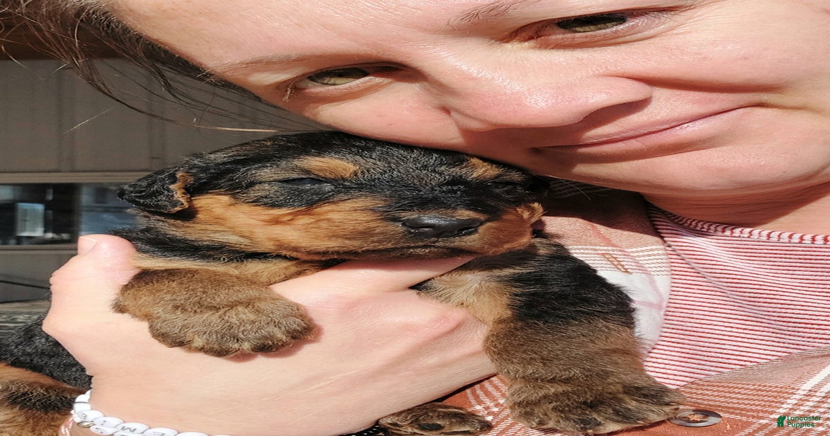 Airedale Terrier Puppy 7 for sale in Abbeville | Lancaster Puppies