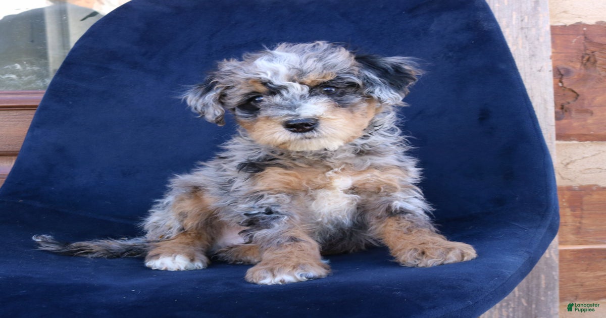 Fletcher for sale in Narvon | Lancaster Puppies