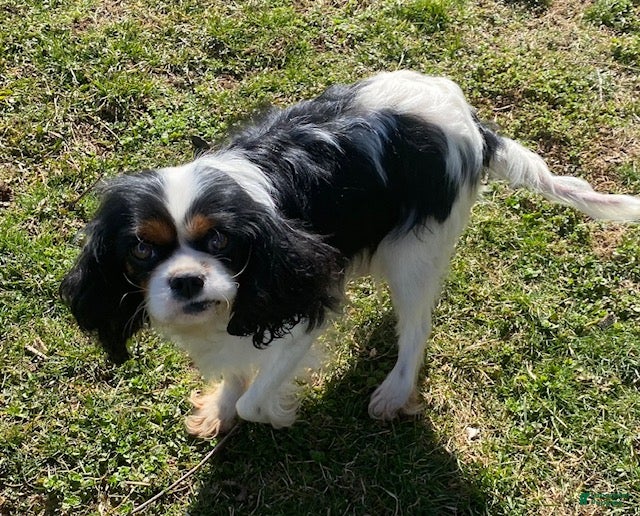 Gilbert- Chocolate merle for sale in Quarryville | Lancaster Puppies