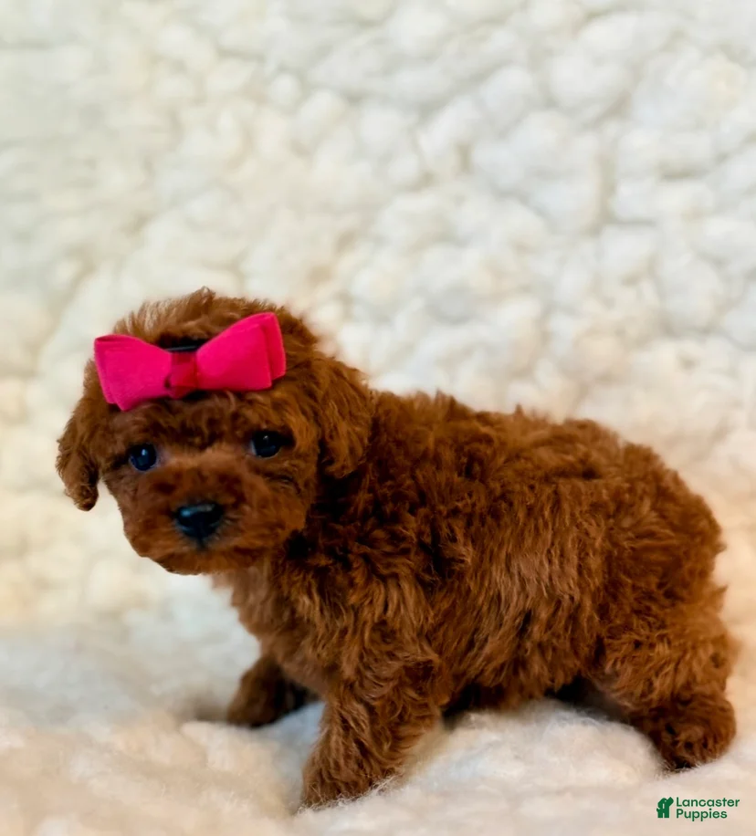 Missy deep red tiny toy Toy Poodle for sale in Los Angeles | Lancaster ...