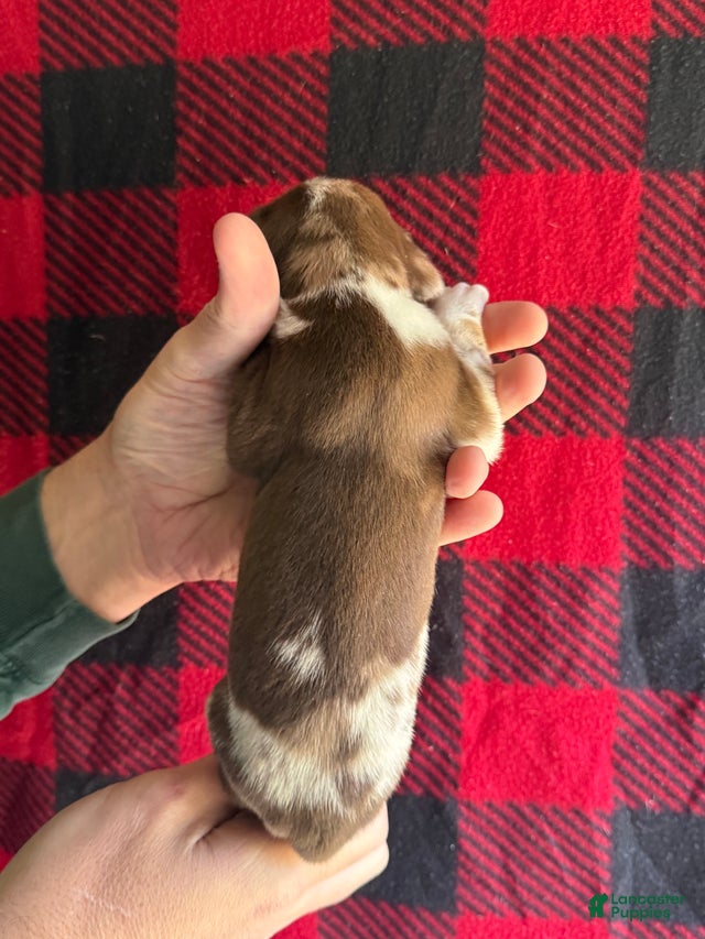 Catahoula Leopard Dog Puppy 5 for sale in Keithville | Lancaster Puppies