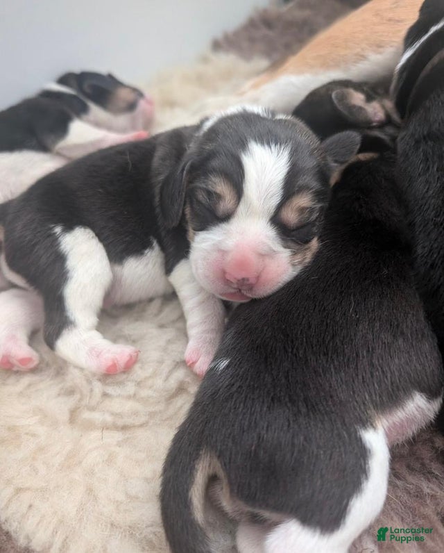 Beagle Puppy 8 for sale in Dallas | Lancaster Puppies