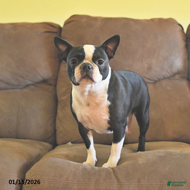 George for sale in Hagerstown | Lancaster Puppies