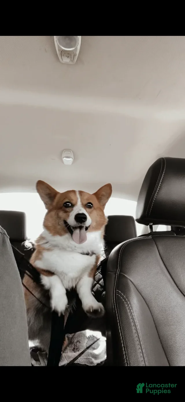 Kylo for sale in Denver | Lancaster Puppies