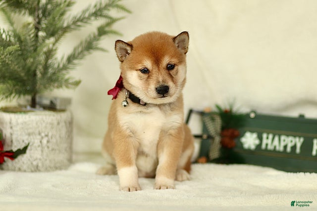 Brooke for sale in Drumore | Lancaster Puppies