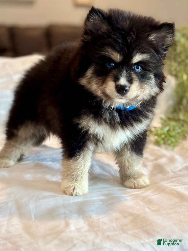 Flicker Pomsky Puppy 2 for sale in Fredericksburg | Lancaster Puppies