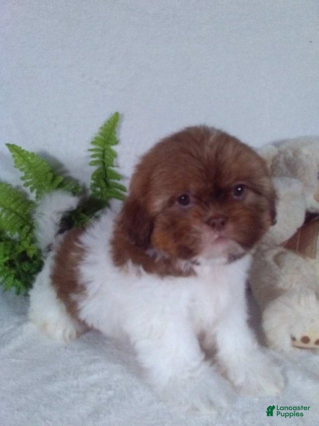 Gizmo for sale in Sugarcreek | Lancaster Puppies