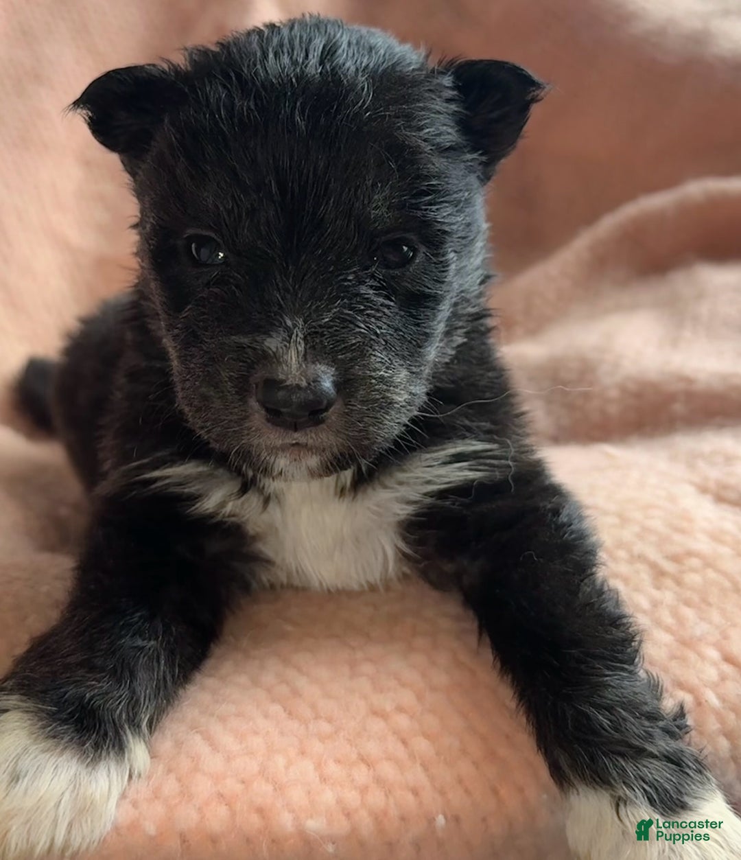 Cupid for sale in Mechanicsville | Lancaster Puppies