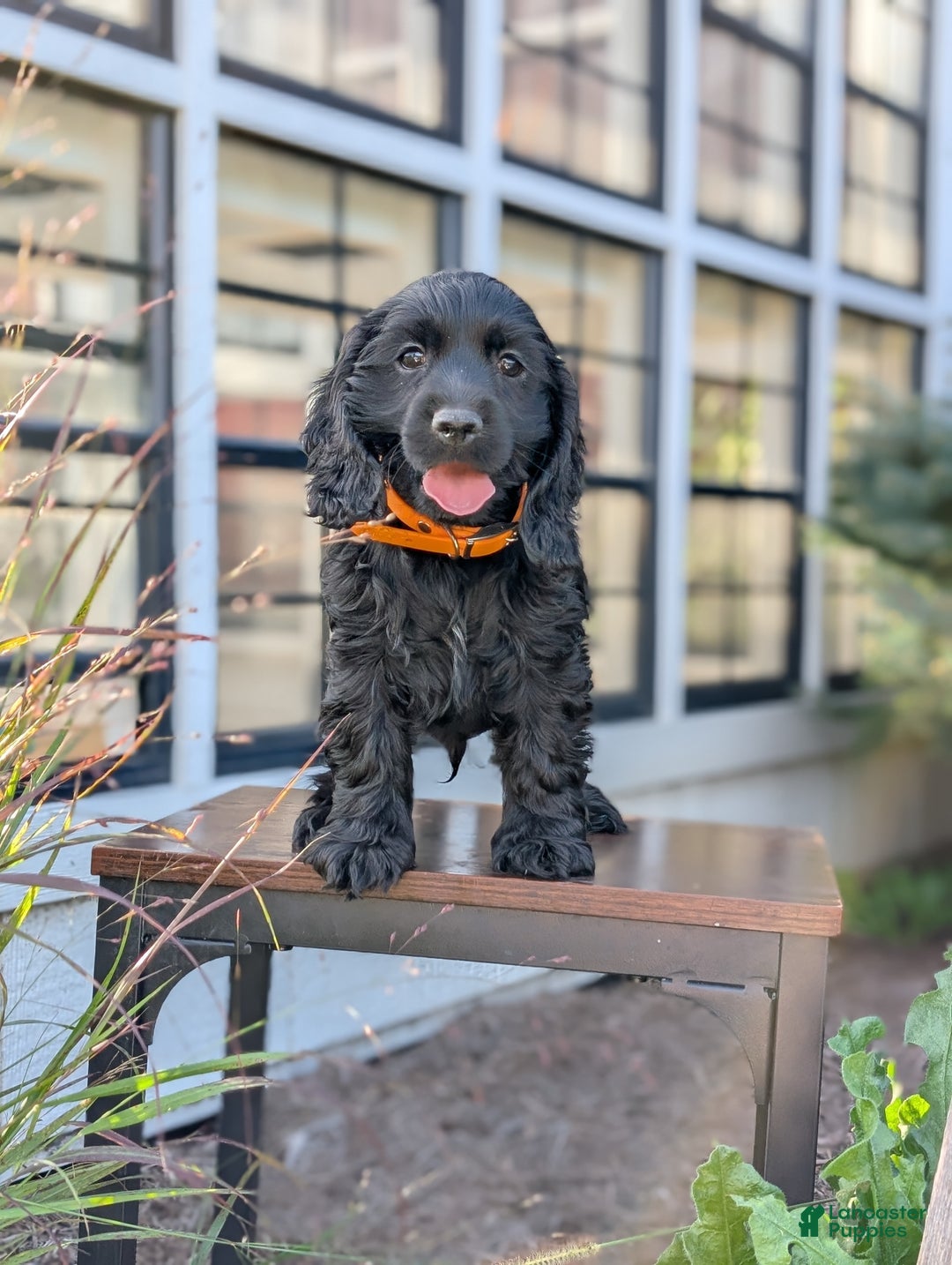 Alex for sale in Elliottsburg | Lancaster Puppies