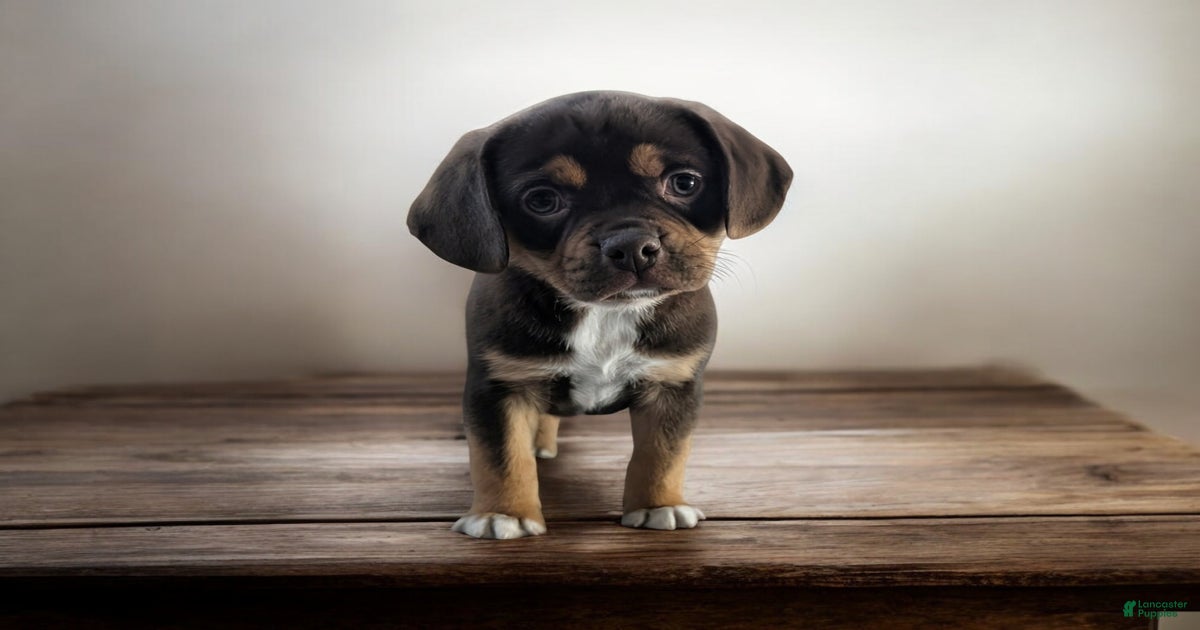 Snickers for sale in Dorset | Lancaster Puppies