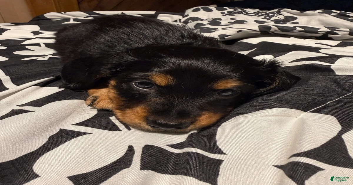 Puppies for sale in West Virginia | Lancaster Puppies