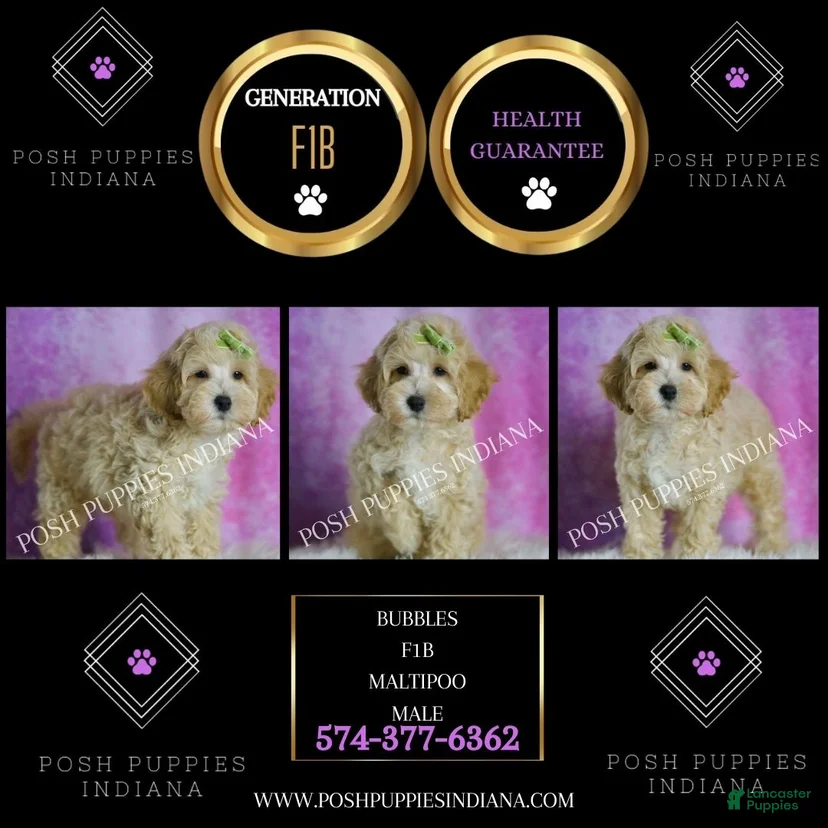 Bubbles Maltipoo for sale in Warsaw | Lancaster Puppies
