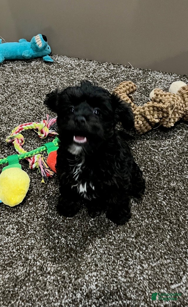 Molly for sale in Dover | Lancaster Puppies