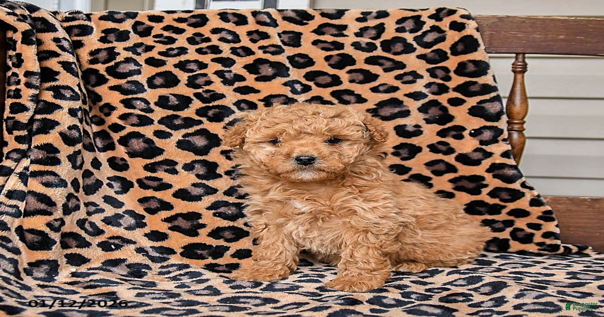 Twix for sale in Lancaster | Lancaster Puppies