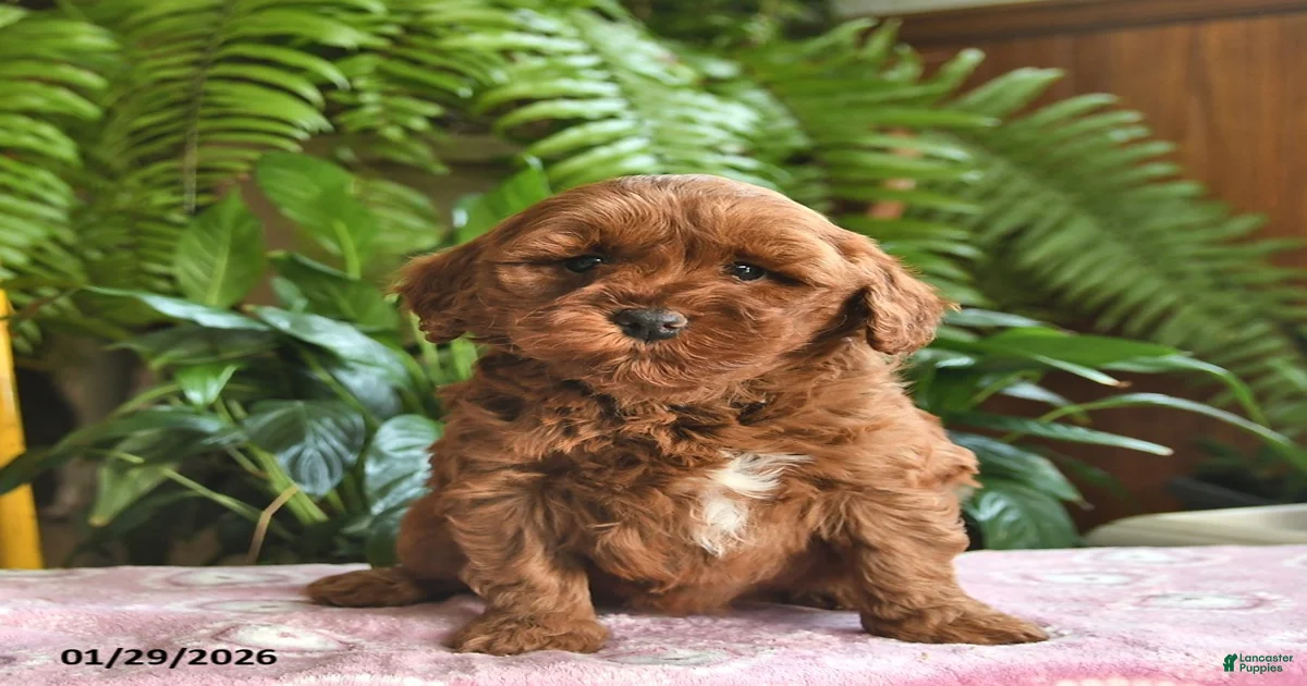 Fern for sale in Gordonville | Lancaster Puppies