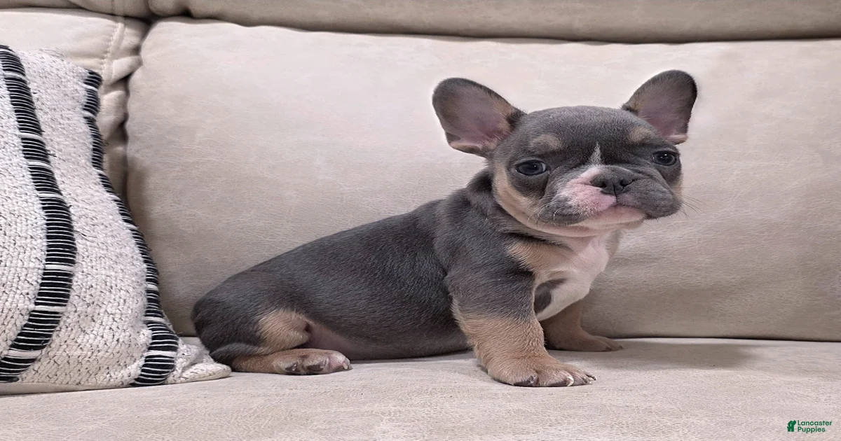 Fletcher for sale in Dundee | Lancaster Puppies