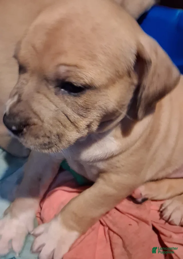 American Bully Puppy 2 American Bully for sale in Augusta | Lancaster ...