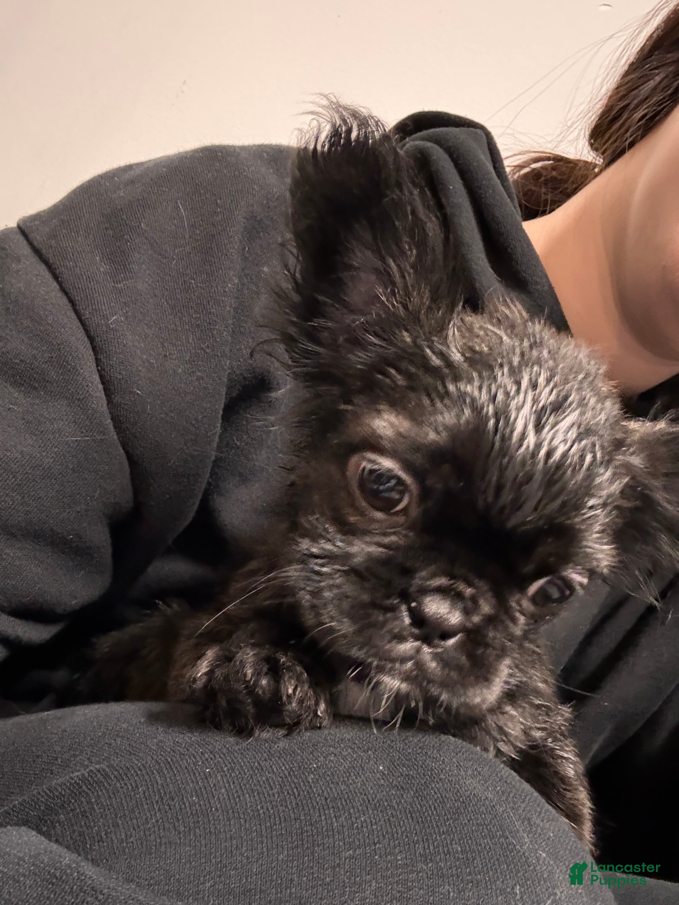 Coco French Bulldog for sale in Woodbridge | Lancaster Puppies