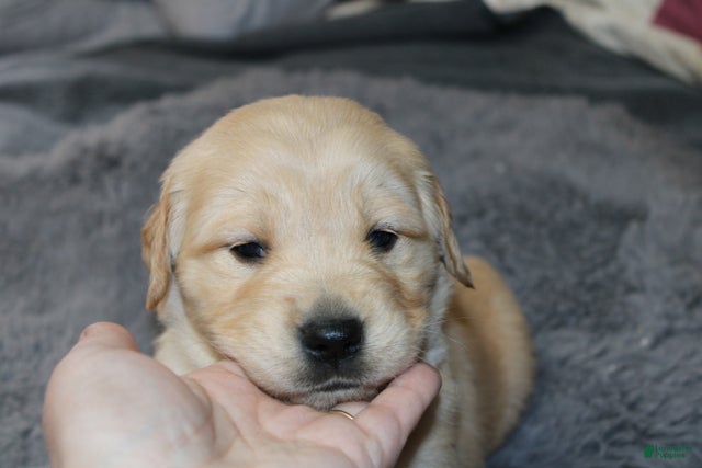 Finley for sale in Morris | Lancaster Puppies