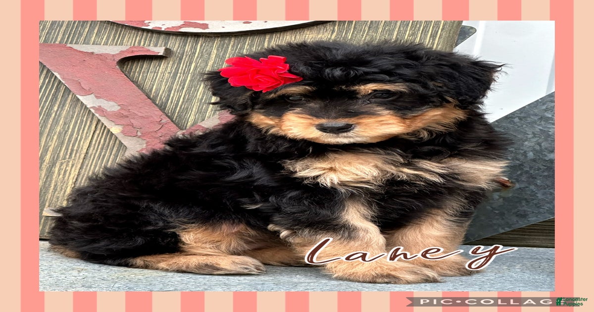 Laney for sale in Holmesville | Lancaster Puppies