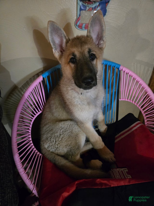 Echo for sale in Canfield | Lancaster Puppies