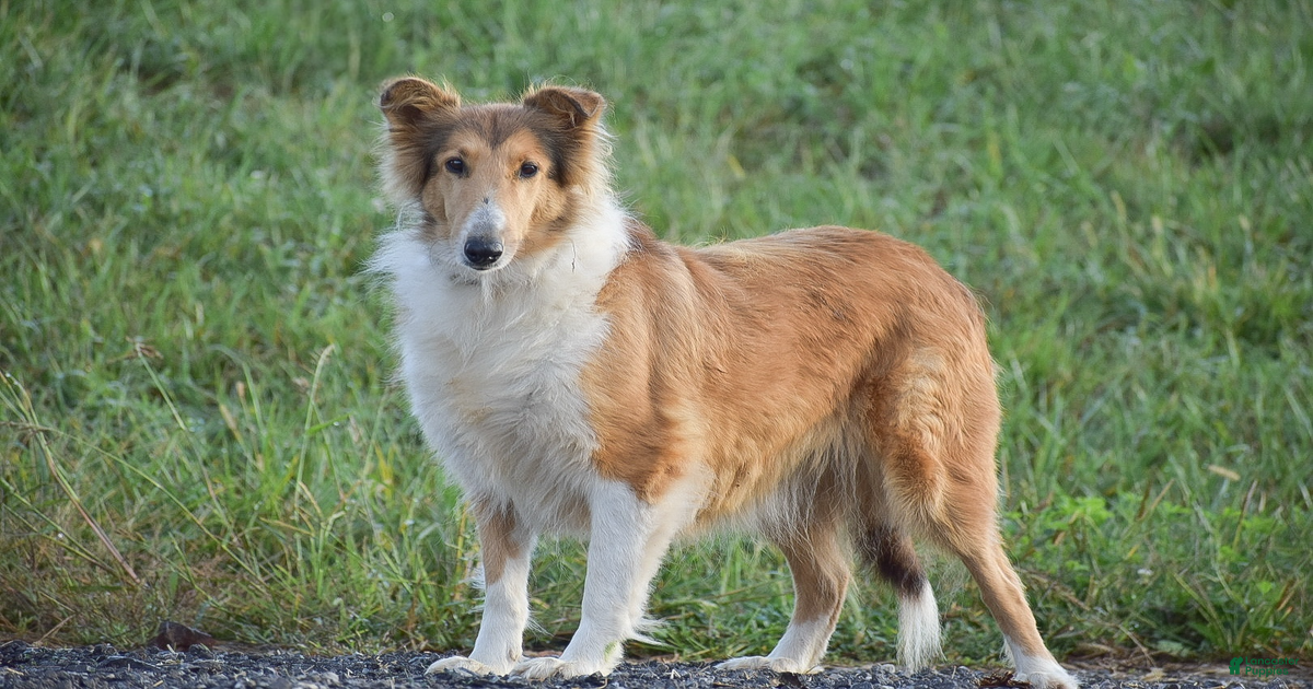 Lassie for sale in Honey Brook | Lancaster Puppies