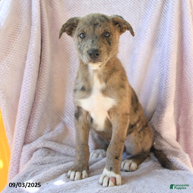 Edith - Litter of Mixed Breed for sale in McClure | Lancaster Puppies