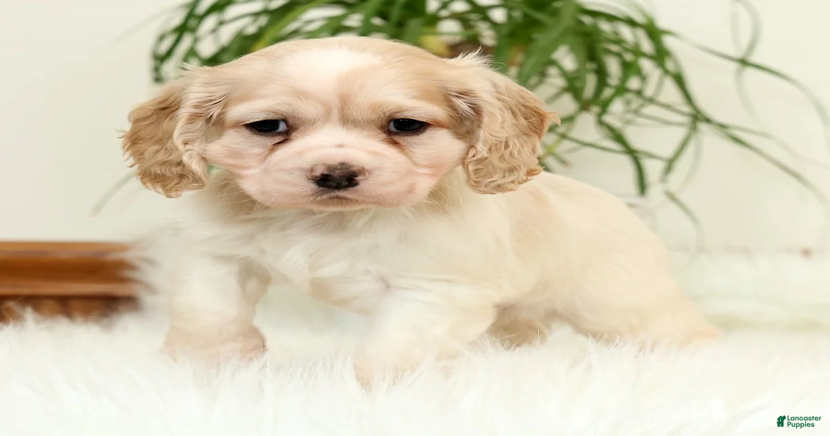 Mini white Cocker Spaniel Puppies for sale | Lancaster Puppies