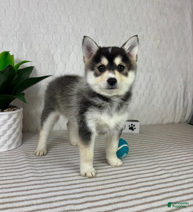 Pom Pom for sale in Greenfield | Lancaster Puppies