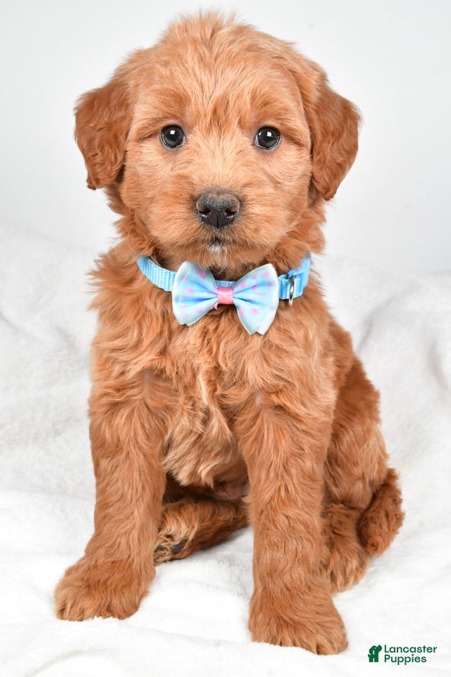 Brent for sale in Fresno | Lancaster Puppies