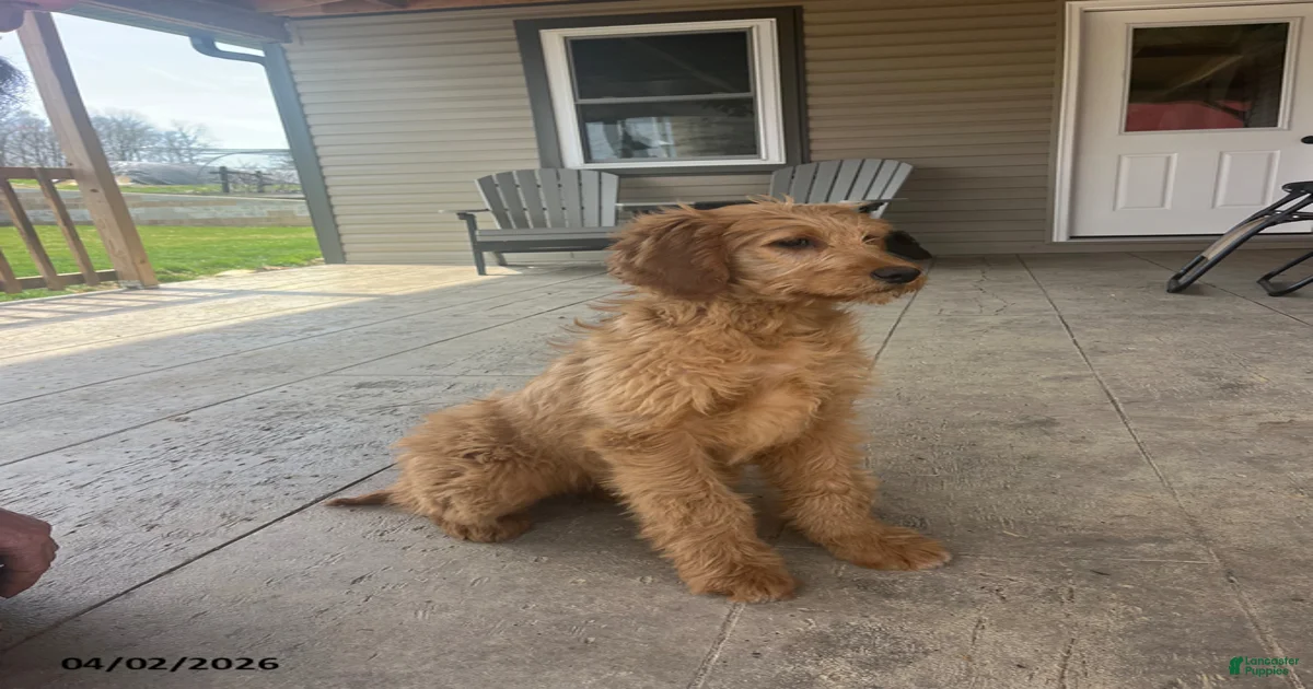 Sandy Goldendoodle for sale in Oxford | Lancaster Puppies