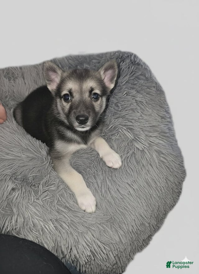 Peanut for sale in Quincy | Lancaster Puppies