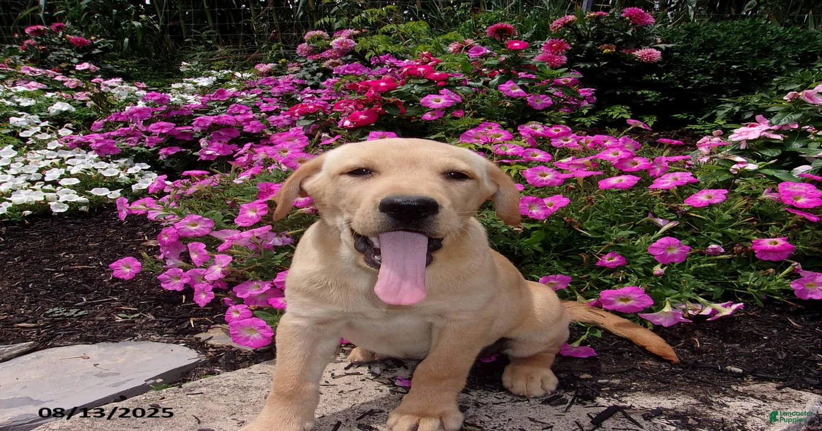 Labrador Retriever Puppies for sale under $500 | Lancaster Puppies