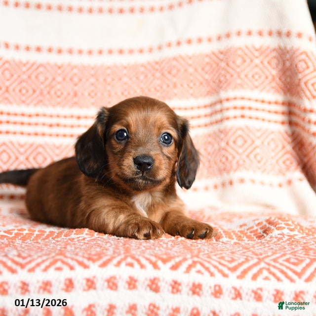 Kujo for sale in Honey Brook | Lancaster Puppies