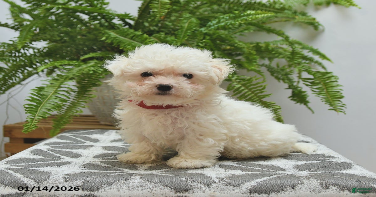 Skipper for sale in Ronks | Lancaster Puppies