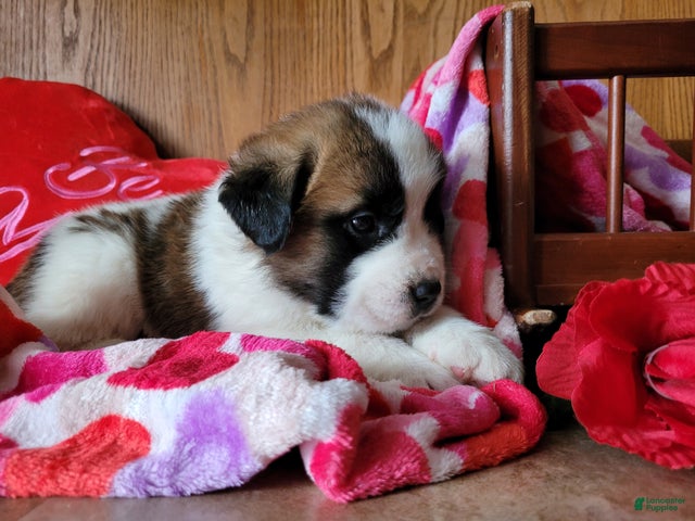 Max for sale in Mansfield | Lancaster Puppies