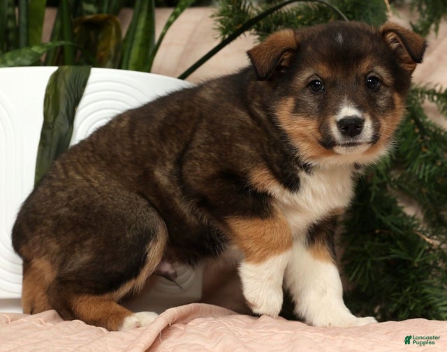 Zeke for sale in Millersburg | Lancaster Puppies