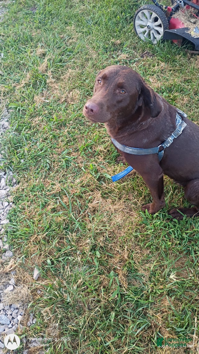 Labrador Retriever Puppy 7 for sale in Athens | Lancaster Puppies