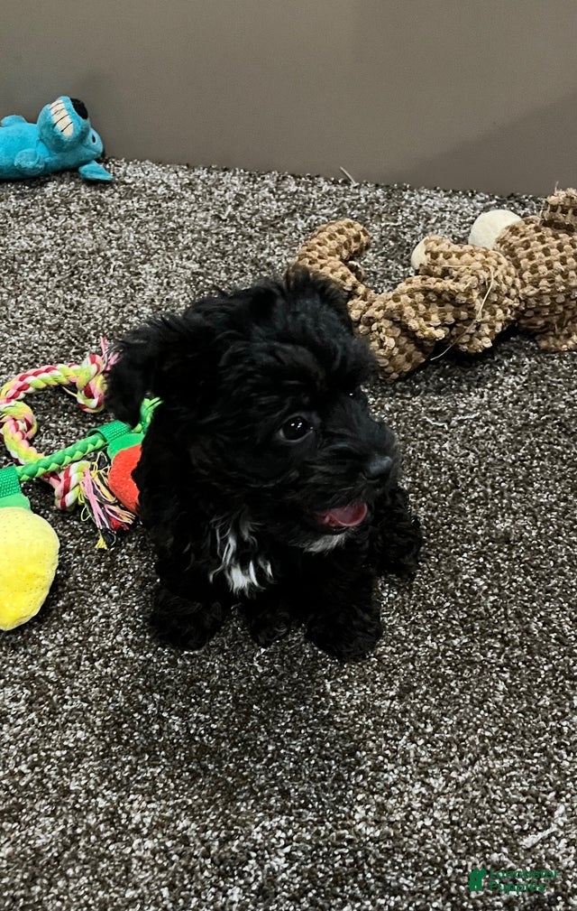 Molly for sale in Dover | Lancaster Puppies