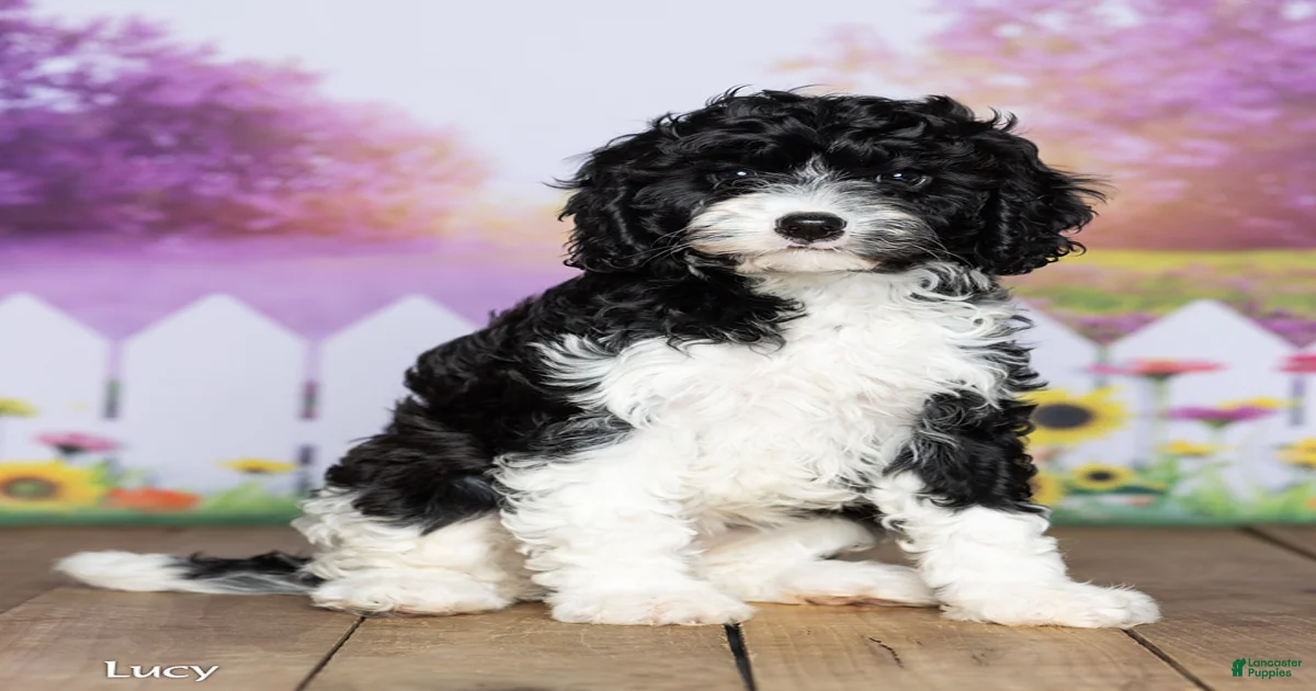 Puppies for sale in Michigan | Lancaster Puppies