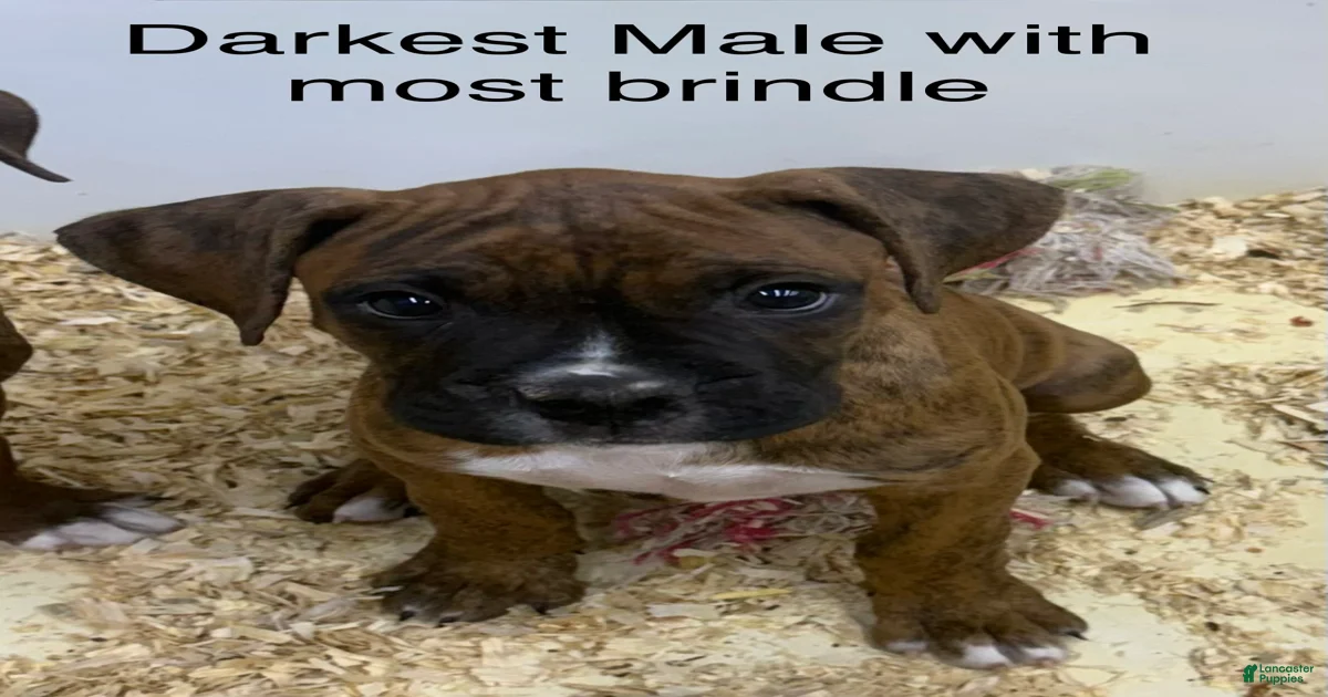 Boxer 1 Boxer for sale in Boyertown | Lancaster Puppies
