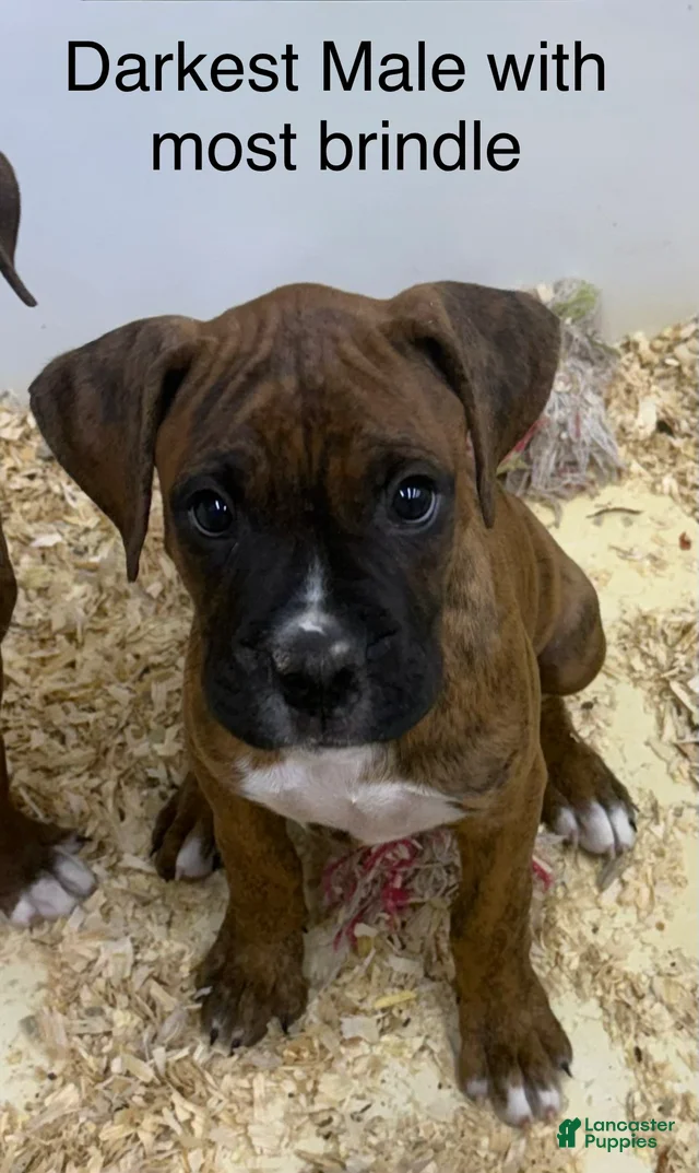 Boxer 1 Boxer for sale in Boyertown | Lancaster Puppies