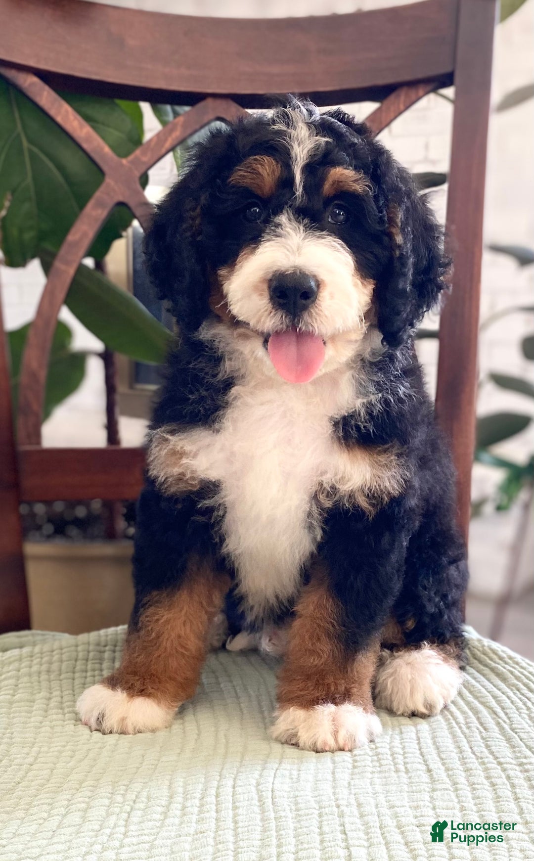 Mountain Cur Feist Dog Weight Jack Russell Terrier Mountain Feist ...