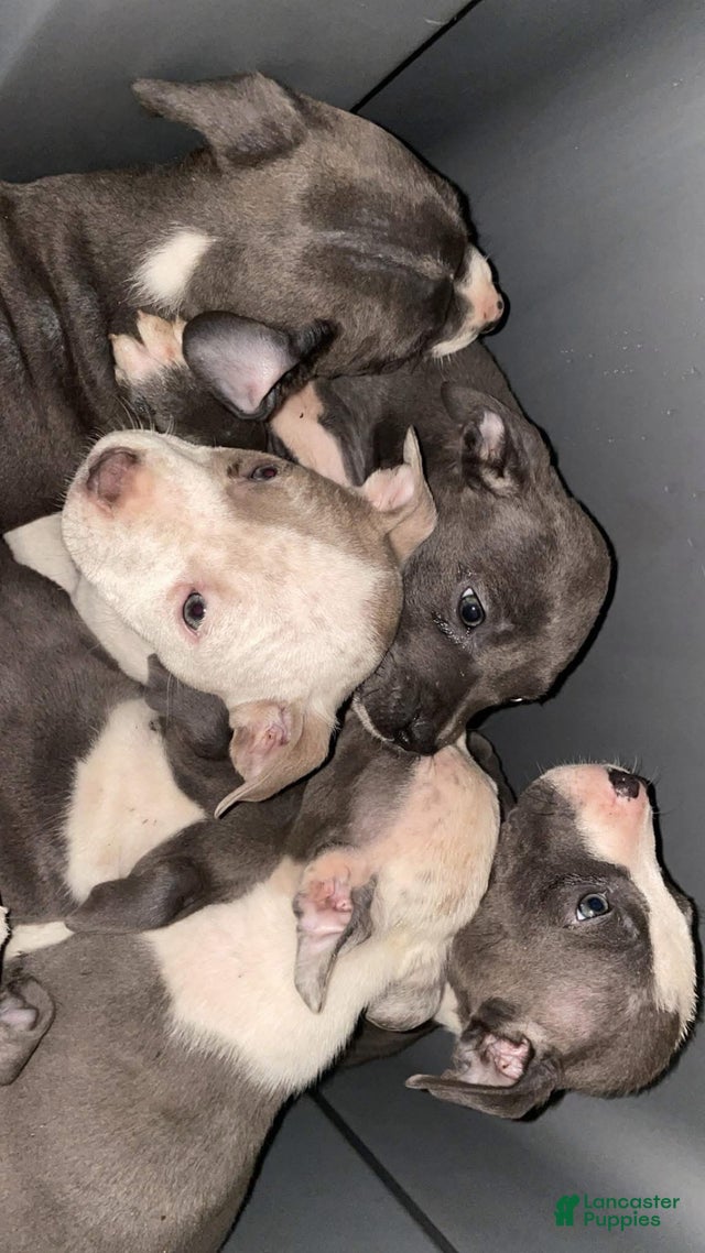 Bluey for sale in Cleveland | Lancaster Puppies