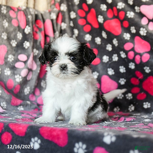 Star for sale in Gap | Lancaster Puppies