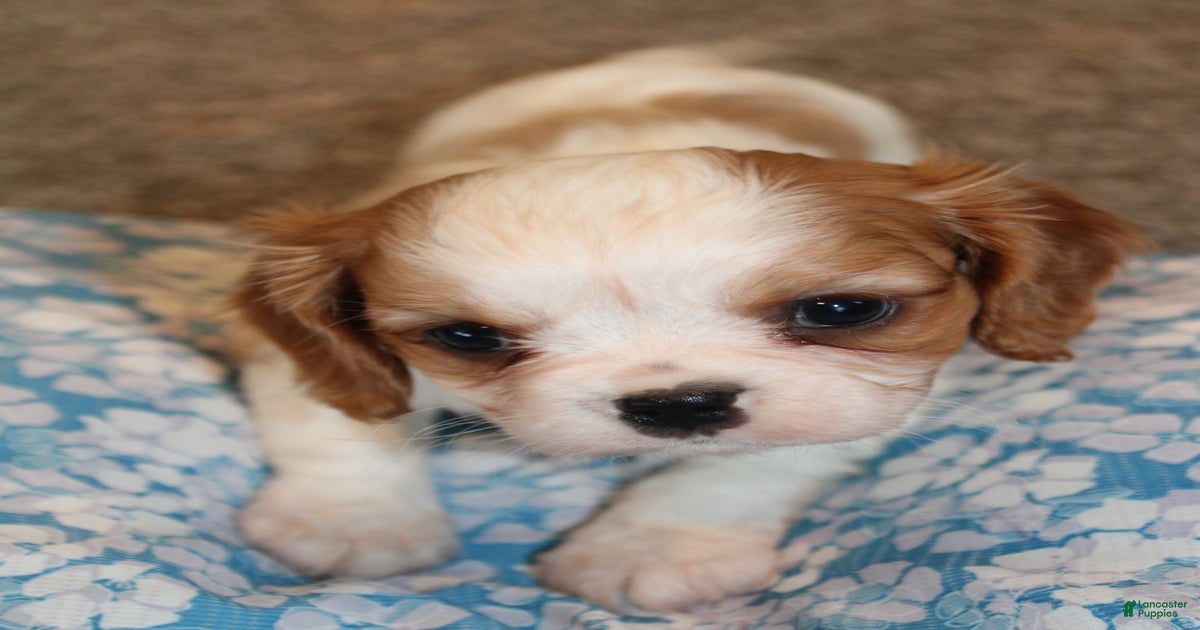 Cavalier King Charles Spaniel Puppy 4 for sale in Reinholds | Lancaster ...
