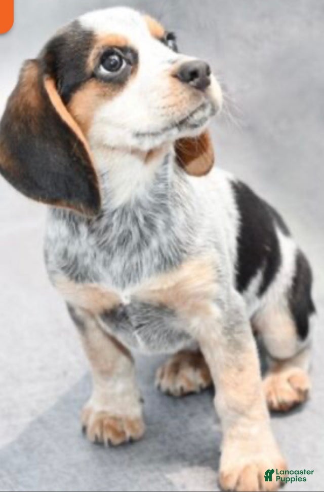 Beagle Puppy 1 for sale in Novi | Lancaster Puppies