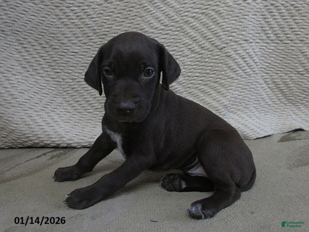 Natasha for sale in Columbia Cross Roads | Lancaster Puppies