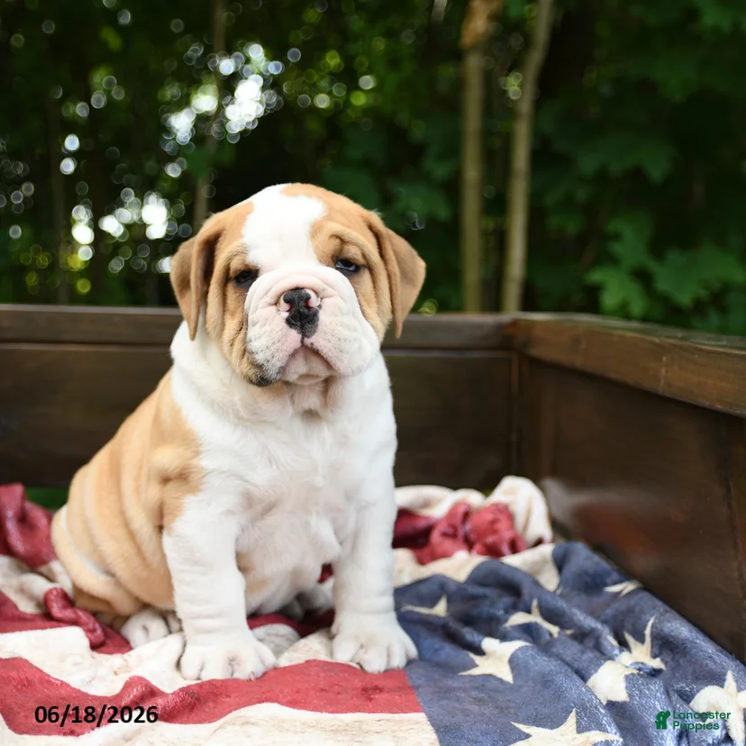 Samson Olde English Bulldogge for sale in Upper Leacock Township ...