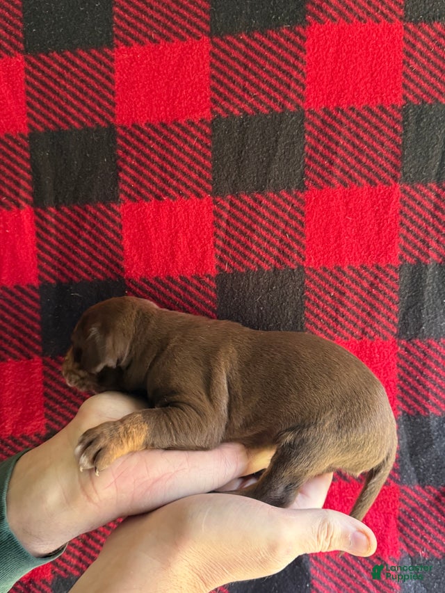Catahoula Leopard Dog Puppy 6 for sale in Keithville | Lancaster Puppies